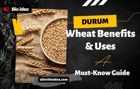 Durum Wheat Benefits & Uses A Must-Know Guide - Silent Bio Idea
